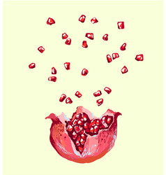 Pomegranate seed splash explosion opened Vector Image