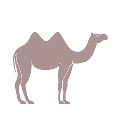 Walking camel isolated Royalty Free Vector Image