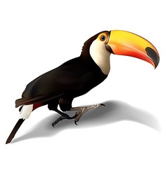 Toucan Royalty Free Vector Image - VectorStock