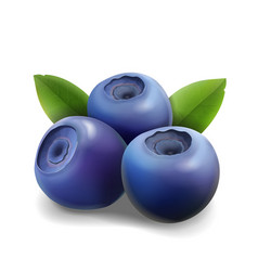 Blueberry isolated realistic on white background Vector Image