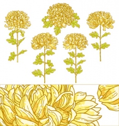 Chrysanthemum Royalty Free Vector Image - VectorStock