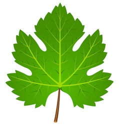 Green Wine Leaf Royalty Free Vector Image - VectorStock