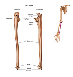 Structure ulna bone with name and Royalty Free Vector Image