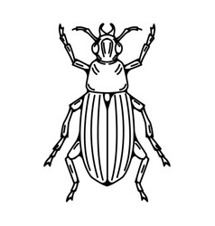 Weevil beetle Royalty Free Vector Image - VectorStock