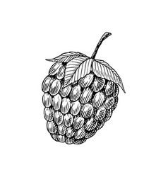 Raspberry tea Royalty Free Vector Image - VectorStock