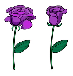 Two purple roses Royalty Free Vector Image - VectorStock