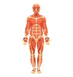 Cartoon of human body anatomy Royalty Free Vector Image