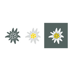 Edelweiss flower collection Royalty Free Vector Image