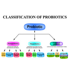 Classification probiotics infographics Royalty Free Vector