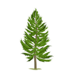Realistic pine trees set Royalty Free Vector Image