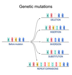 Mrna translation and the synthesis of proteins Vector Image