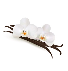 Vanilla Royalty Free Vector Image - VectorStock