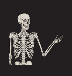 Human skeleton posing over black background Vector Image