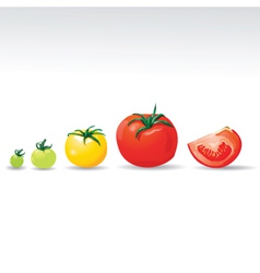 Fresh tomato cartoon Royalty Free Vector Image