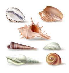 Seashell tropical underwater Royalty Free Vector Image