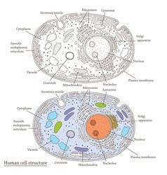 Human cell structure Royalty Free Vector Image