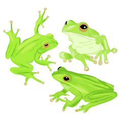 Green frog Royalty Free Vector Image - VectorStock