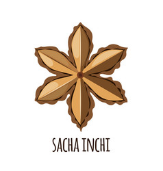 Sacha inchi icon in flat style isolated on Vector Image