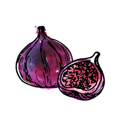 Ink drawing fruits Royalty Free Vector Image - VectorStock