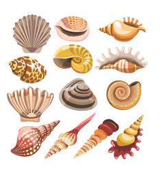 Shell Royalty Free Vector Image - VectorStock
