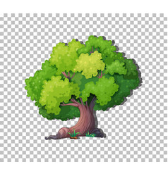 Mango tree on transparent background Royalty Free Vector