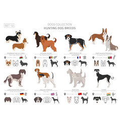 Hunting dogs collection isolated on white clipart Vector Image