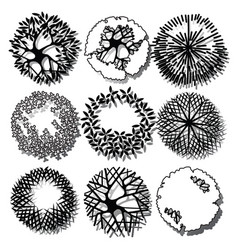 Set tree roots outline plant Royalty Free Vector Image