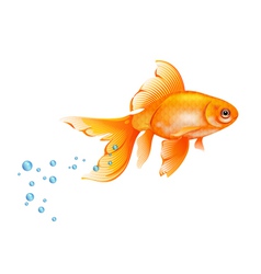 Gold fish Royalty Free Vector Image - VectorStock